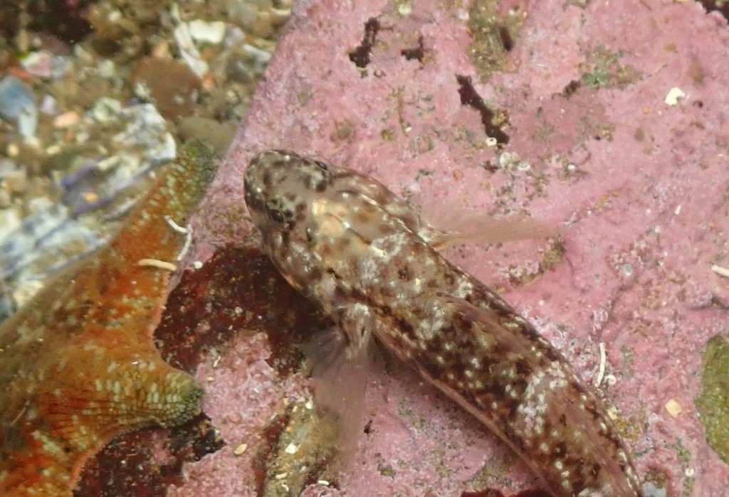 Bathygobius from Winnie Bay, Copacabana NSW, Australia on December 17 ...