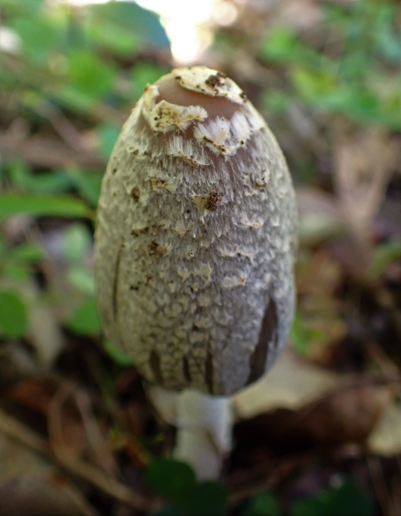 scaly ink cap from Winnie Bay, Copacabana NSW, Australia on December 17 ...