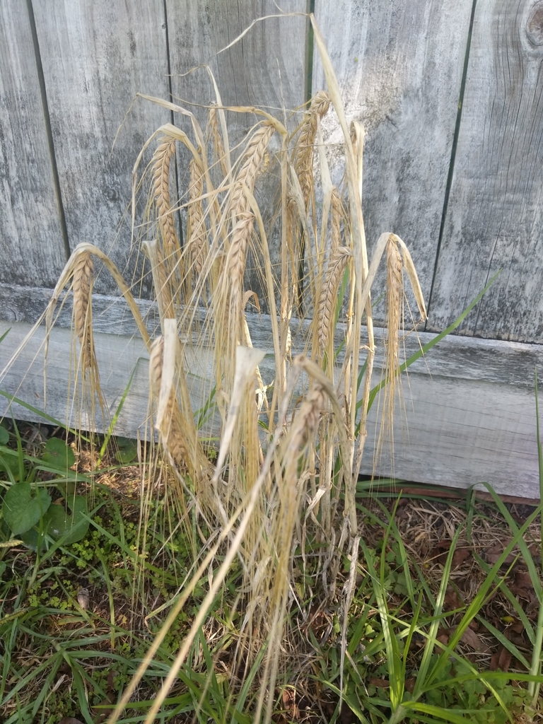 Common Barley from Auckland, NZ on December 19, 2021 at 04:37 PM by ...