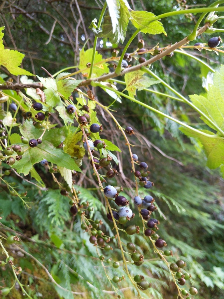 Stink Currant from Skamania County, US-WA, US on August 02, 2021 at 04: ...