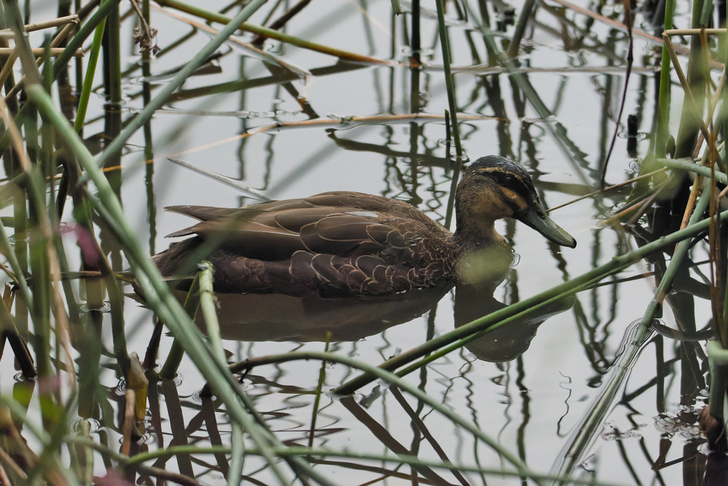 Mallards, Pintails, and Allies from Storage Wetland Park, Parkville ...