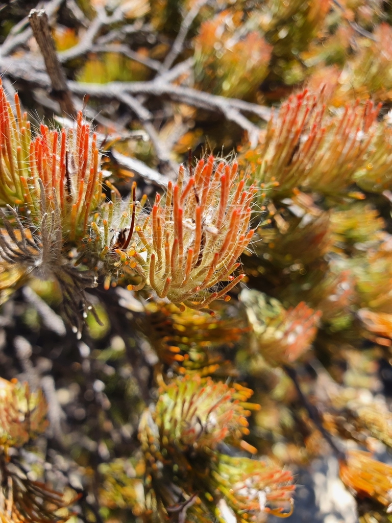 Adenanthos cygnorum in December 2021 by Ben and Lydia · iNaturalist