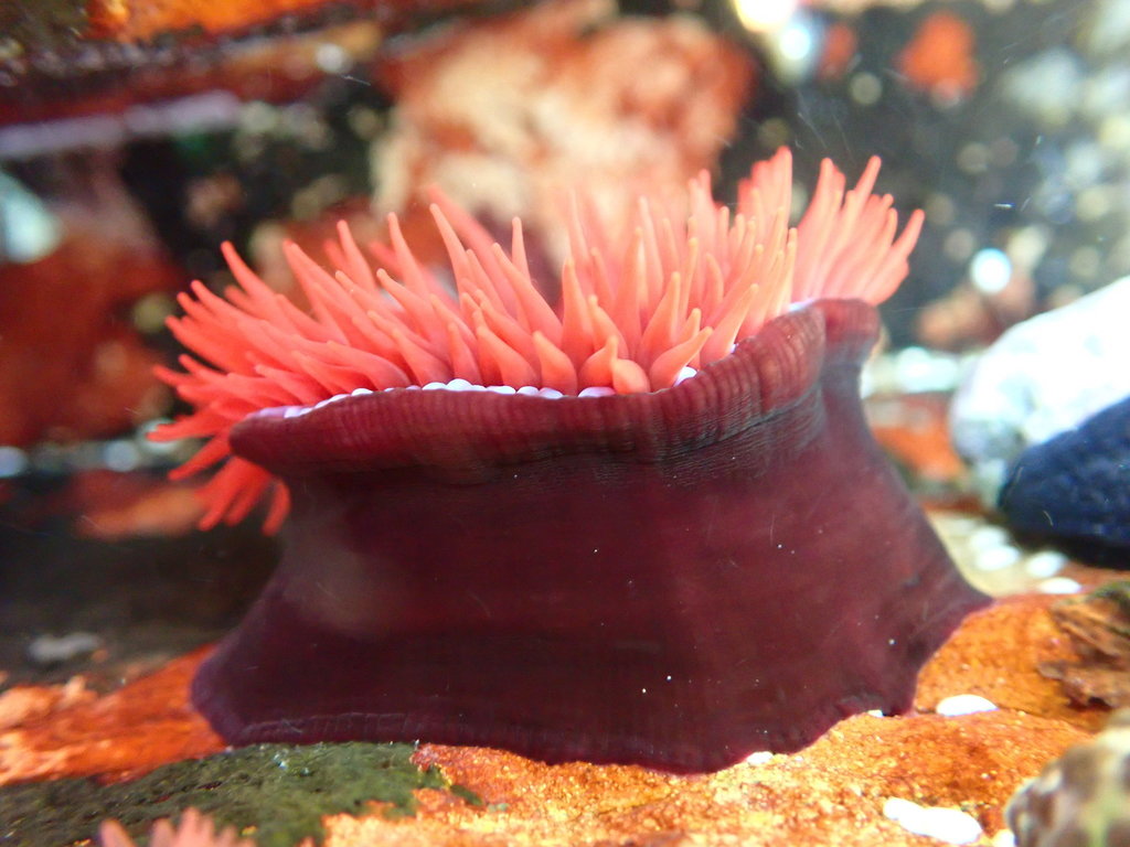 Waratah Anemone from Winnie Bay, Copacabana NSW, Australia on December ...