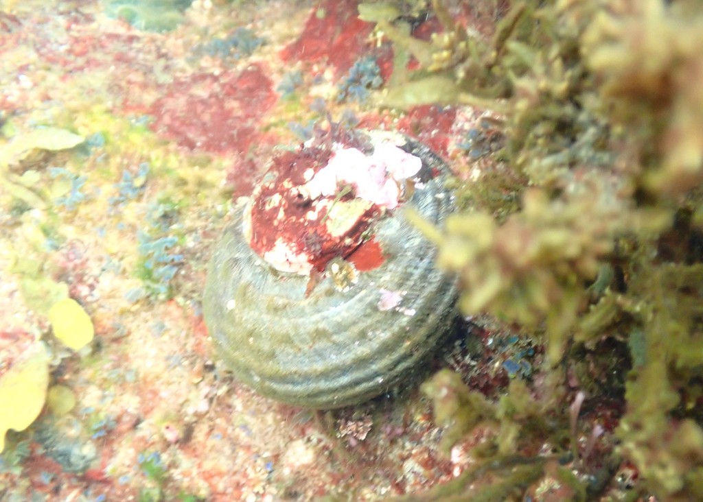 Rough turban shell from Putty Beach, New South Wales, Australia on ...