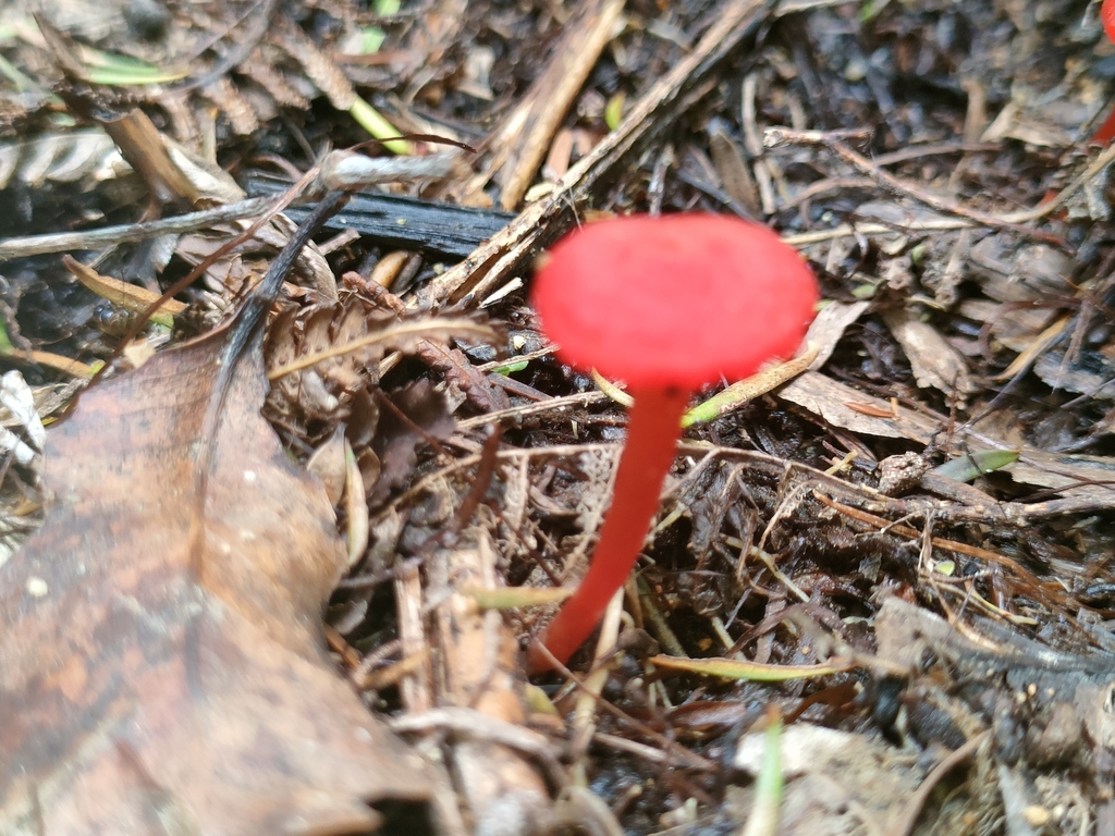Vermilion Waxcap from Queen Charlotte Track on December 17, 2021 at 02: ...