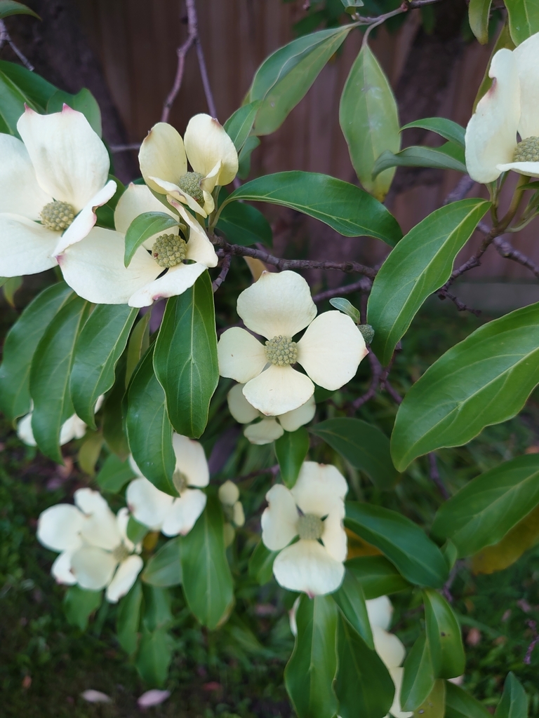 Bentham's Cornel from Ringwood Victoria 3134, Australie on November 29 ...