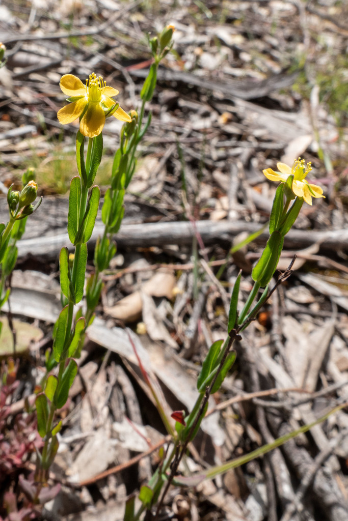 Small St John's Wort from Douglas VIC 3409, Australia on October 29 ...