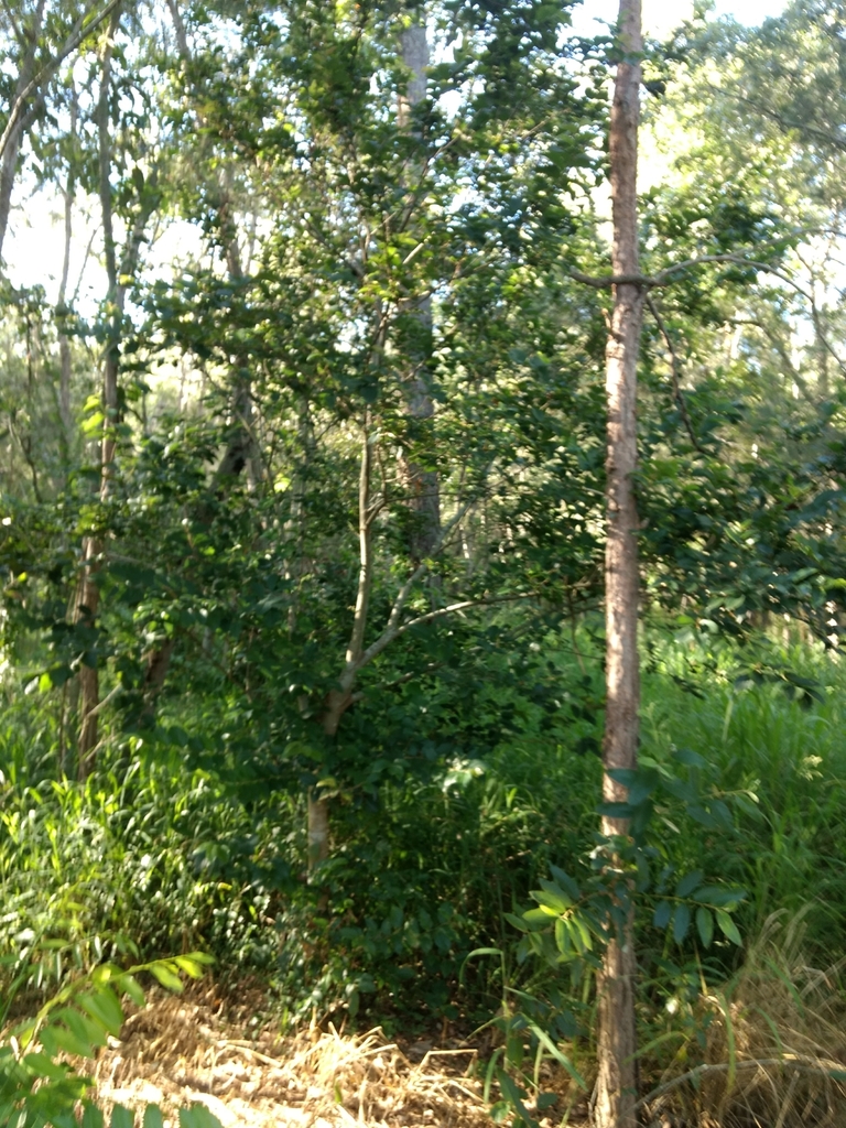 Chinese Hackberry from North MacLean QLD 4280, Australia on December 19 ...