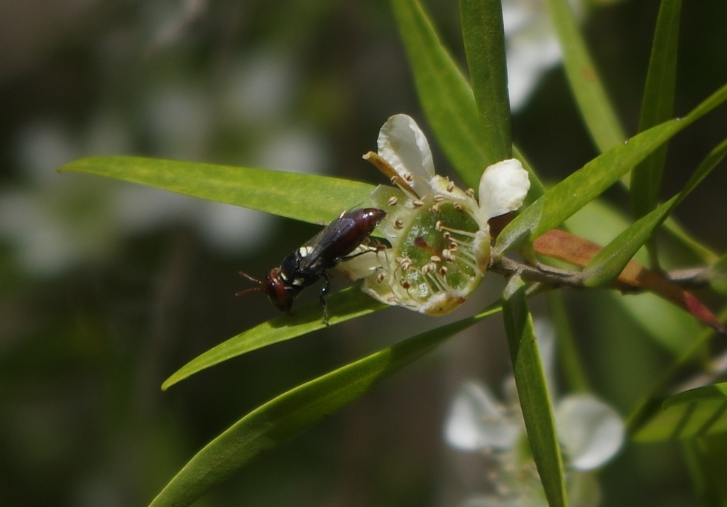 Red-headed Masked Bee from Maryborough QLD 4650, Australia on December ...