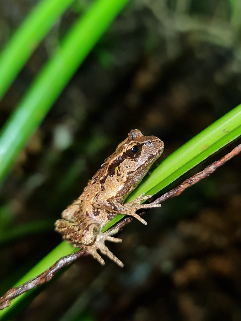 Archey's Frog in December 2021 by Sara Smerdon · iNaturalist