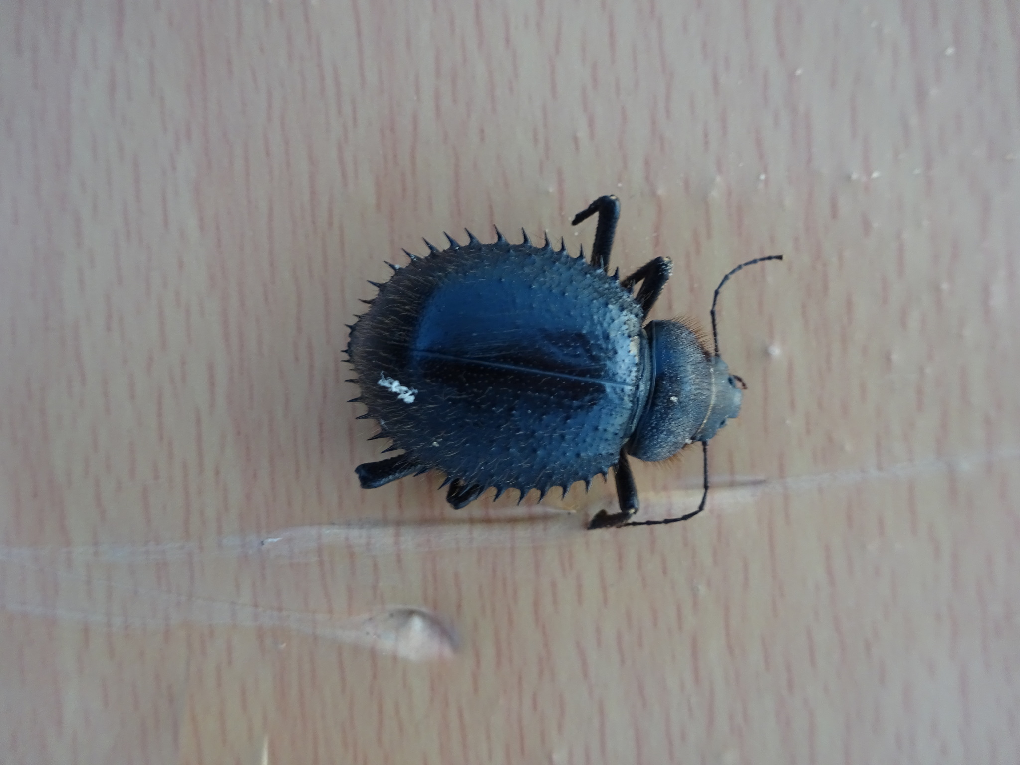 Prionotheca coronata