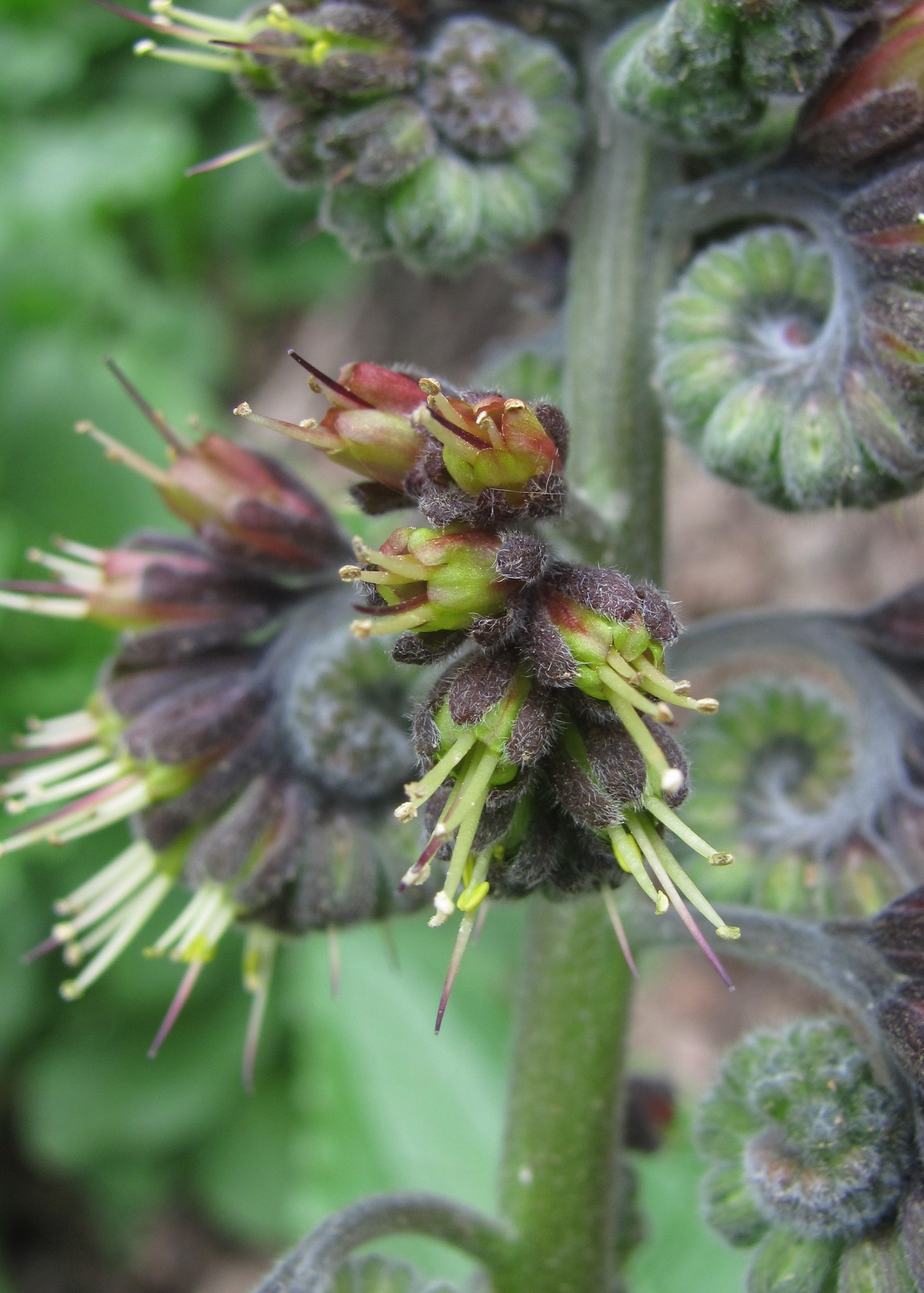 Solenanthus circinnatus Ledeb.