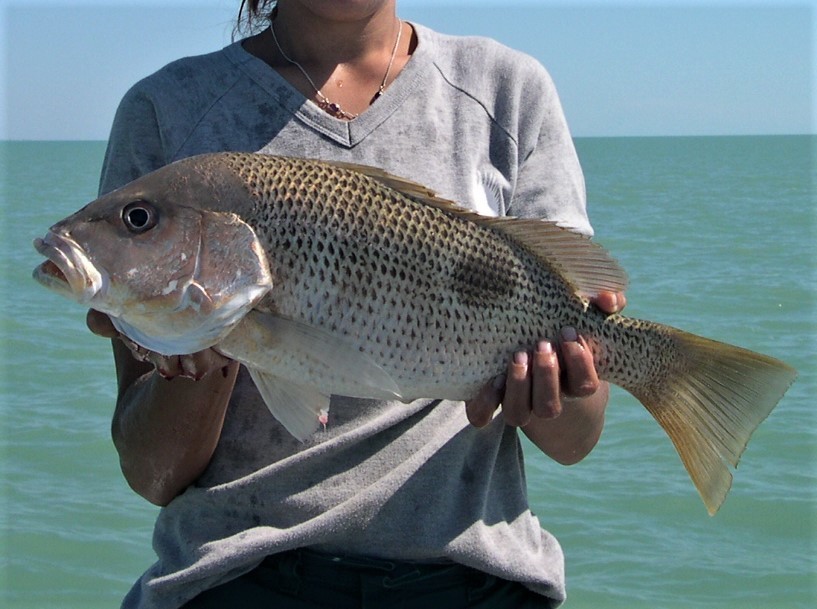 Golden Snapper from South Alligator, AU-NT, AU on August 07, 2003 at 01 ...