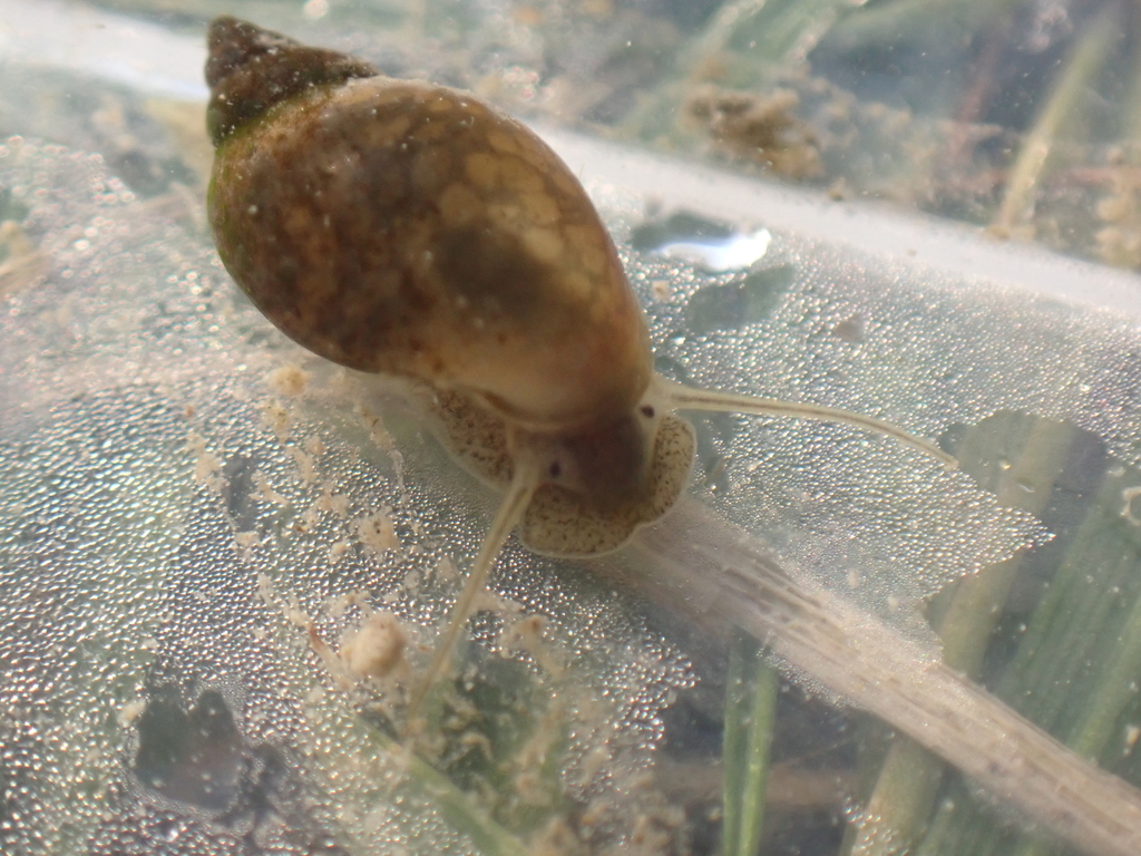 Acute Bladder Snail from Ille-et-Vilaine, Bretagne, France on December ...