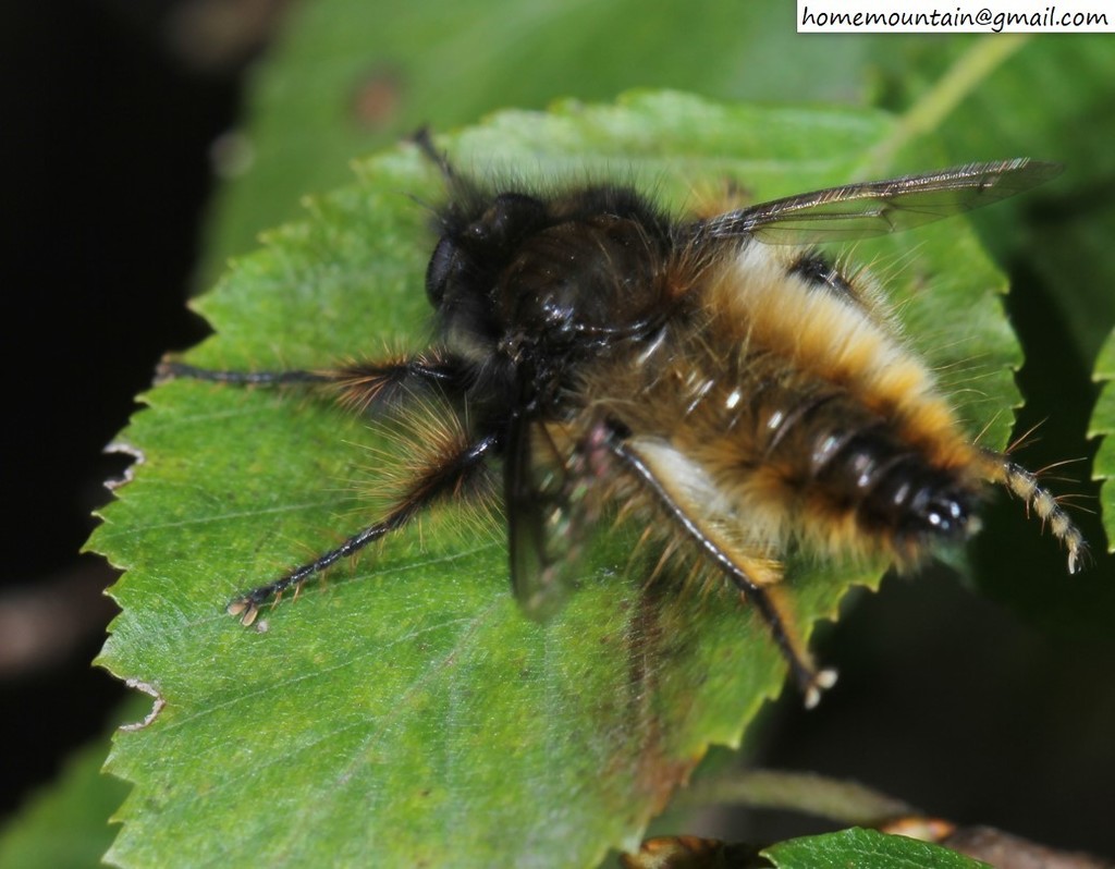 Grypoctonus in October 2021 by Home Mountain · iNaturalist