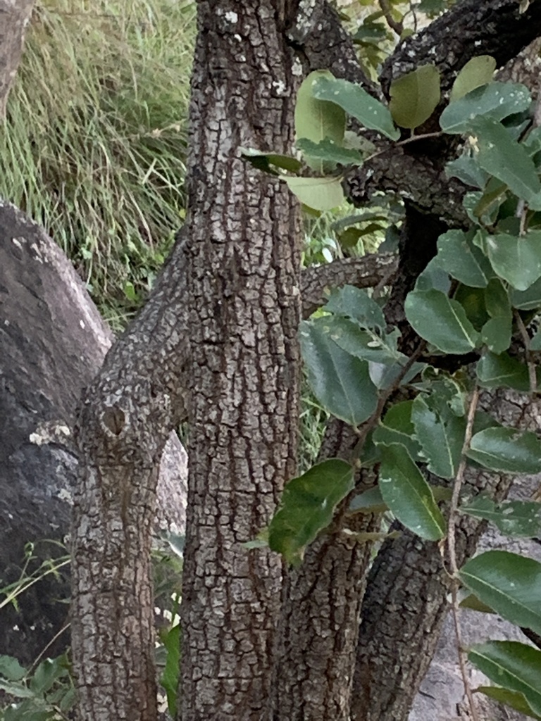 Spinous Kino Tree from Dodballapura, Bengaluru Rural, KA, IN on ...