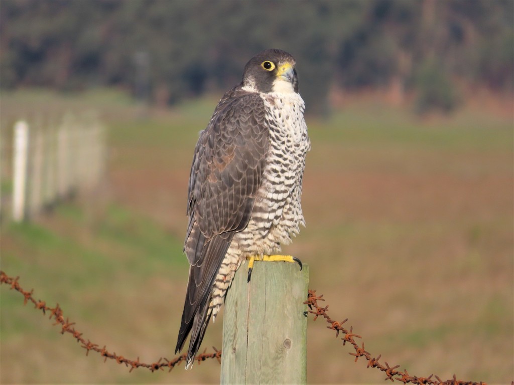 Peale's Peregrine Falcon from San Simeon, CA 93452, USA on December 18 ...