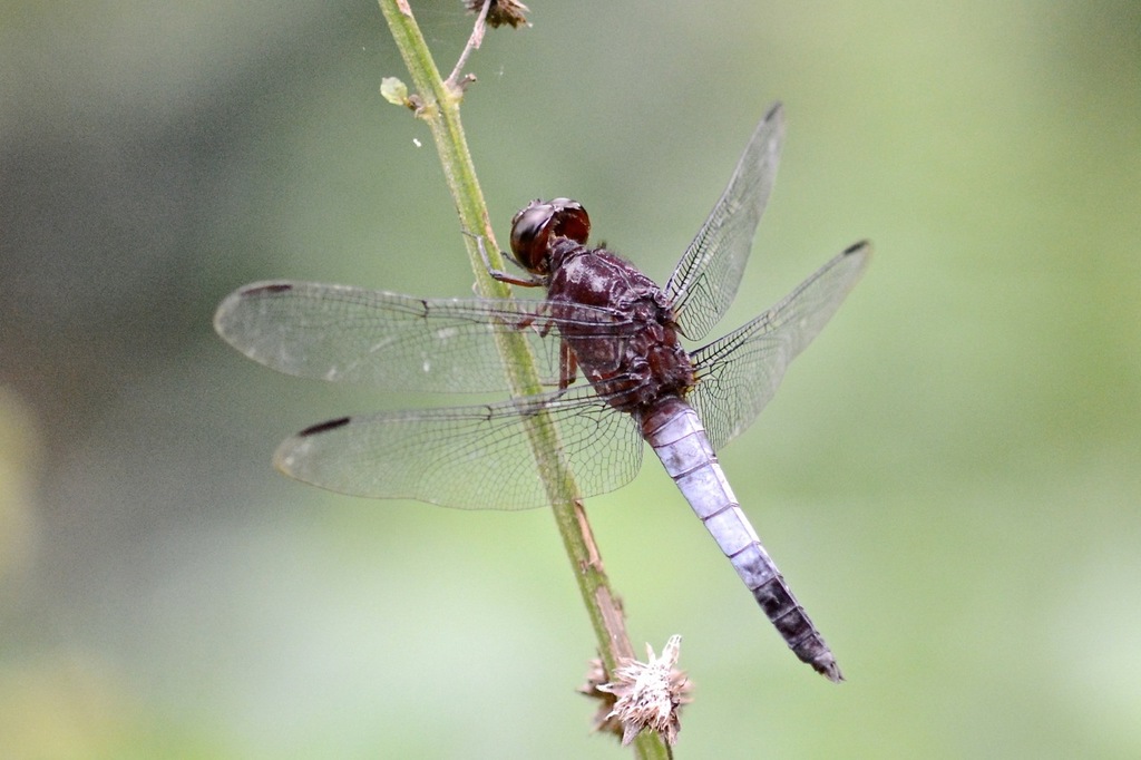 Robust Jungle-skimmer (Dragonflies and damselflies (Odonata) of Africa ...