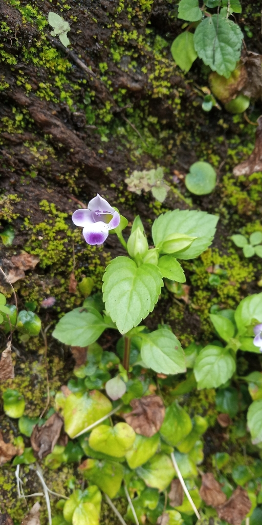 wishbone flowers from Unnamed Road, घान्द्रुक 33700, Nepal on September ...