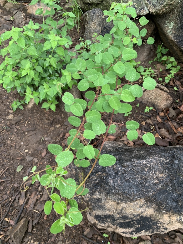 Soap Bush (Helinus integrifolius) - Botanical Realm