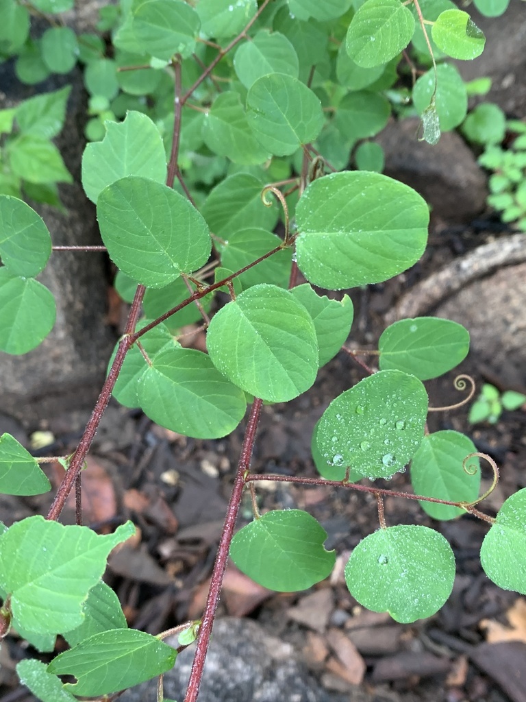 Soap Bush (Helinus integrifolius) - Botanical Realm
