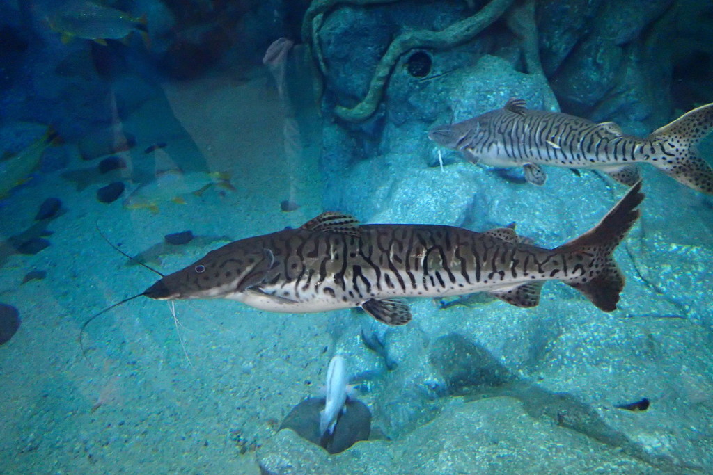 barred sorubim (Pseudoplatystoma fasciatum) - Marine Life Identification