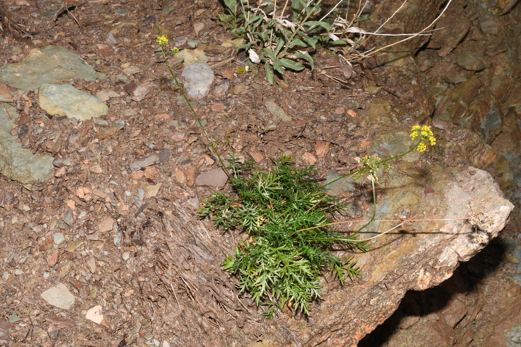 MacDougal's Indian parsley from Grand Canyon National Park, Marble ...