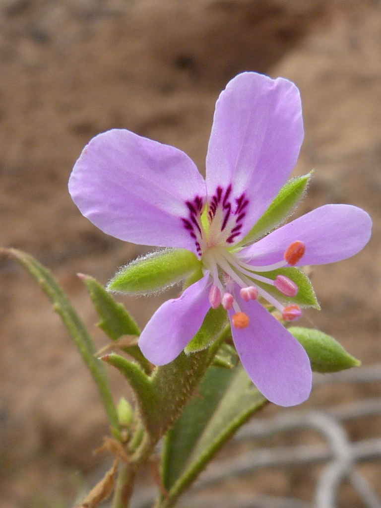 Sticky Storksbill from Hawerland farm fields, West Coast DC, South ...