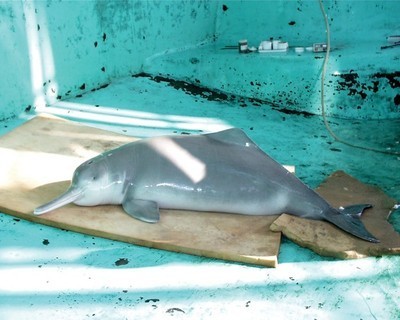 Baiji (Lipotes vexillifer) - Know Your Mammals