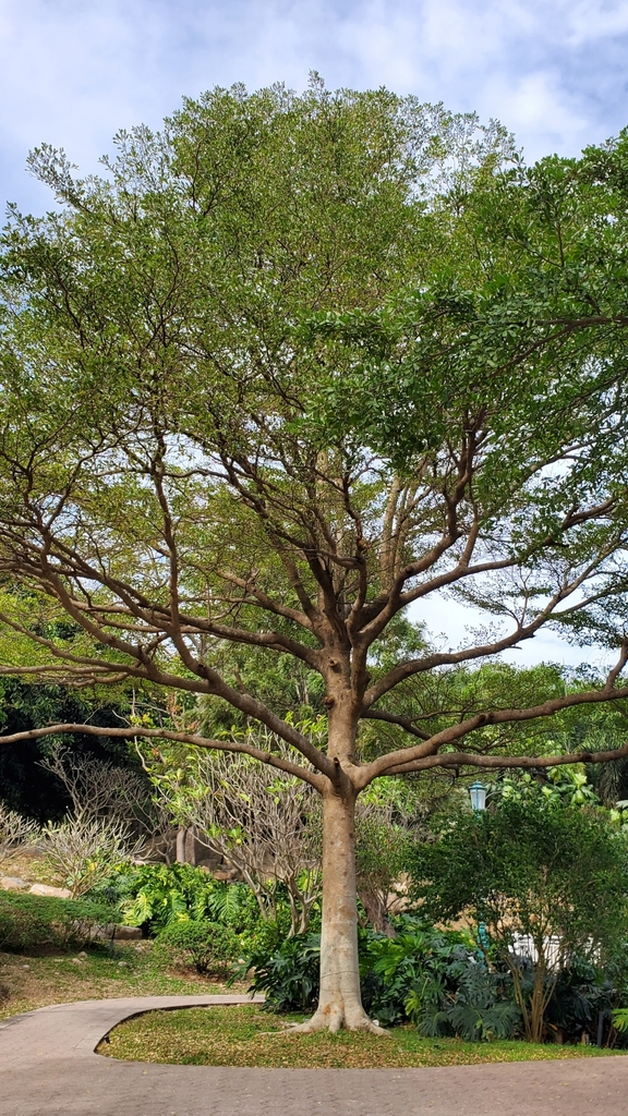 Madagascar almond (Terminalia mantaly) - Botanical Realm