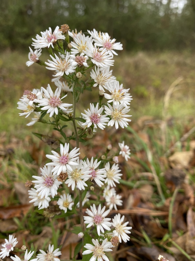 calico aster from Teneiya Ave, Central, LA, US on December 17, 2021 at ...