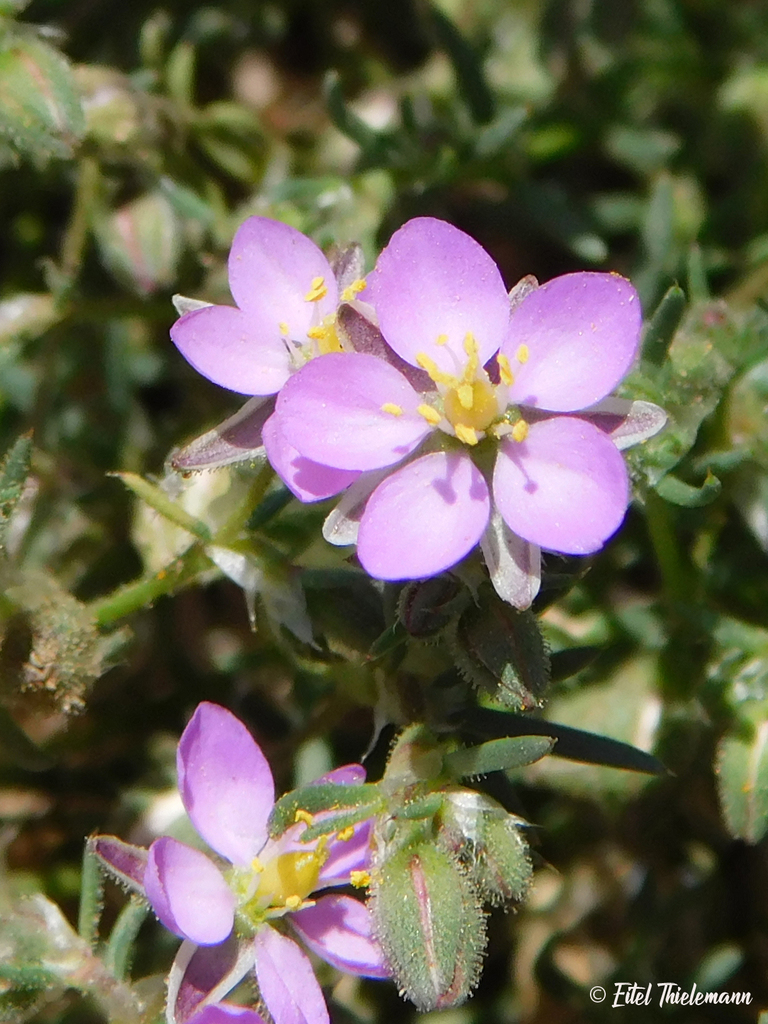 Red Sand Spurrey from San Antonio, Valparaíso, Chile on December 7 ...