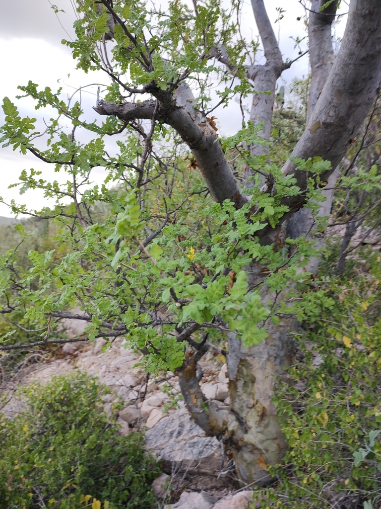 Baja Elephant Tree from La Paz, B.C.S., México on December 19, 2021 at ...