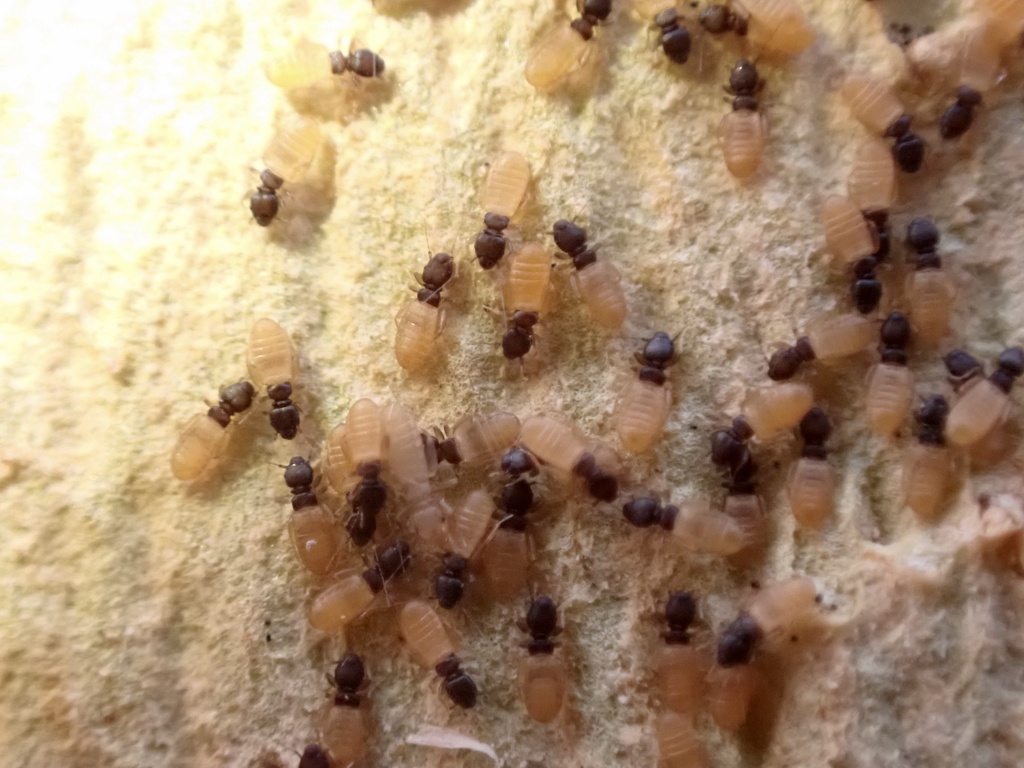 Liposcelis meridionalis from Boulevard de la Mer, Fréjus, Provence ...