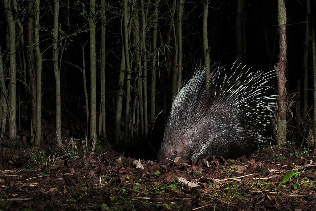Crested Porcupine (Hystrix cristata) - Know Your Mammals