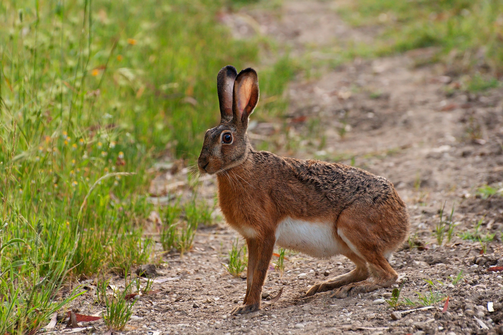 Apennine Hare (Lepus corsicanus) - Know Your Mammals