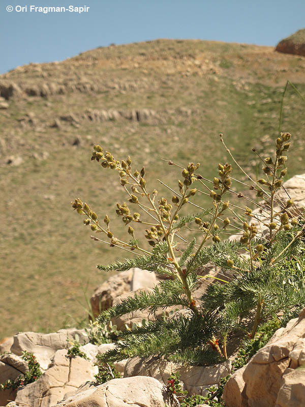 Biebersteinia Family (Biebersteiniaceae) - Botanical Realm