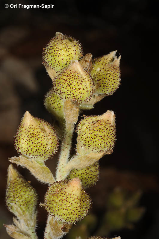 Biebersteinia Family (Biebersteiniaceae) - Botanical Realm