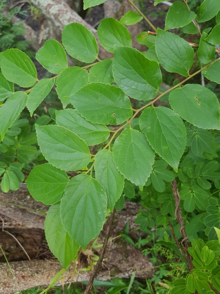 Chinese Hackberry from 54 Sawtell St, Toormina NSW 2452, Australia on ...
