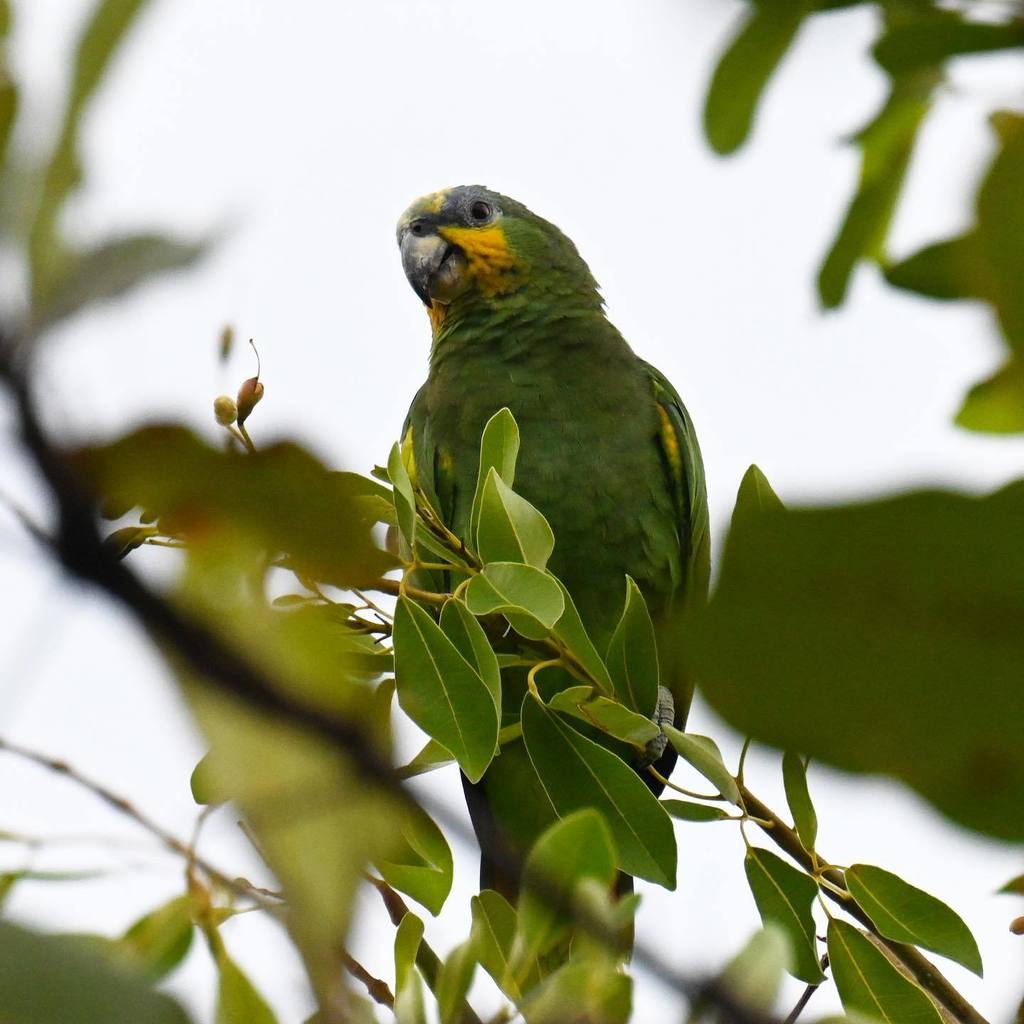 Orange-winged Parrot from Barbados on December 13, 2021 at 03:15 PM by ...