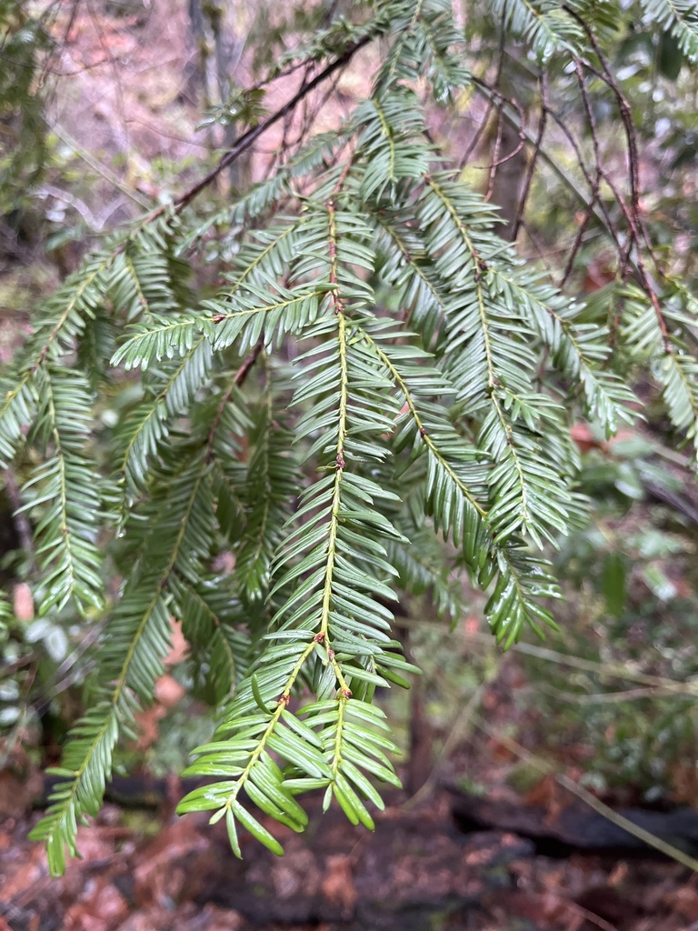 Pacific yew from Klamath National Forest, Siskiyou County, US-CA, US on ...