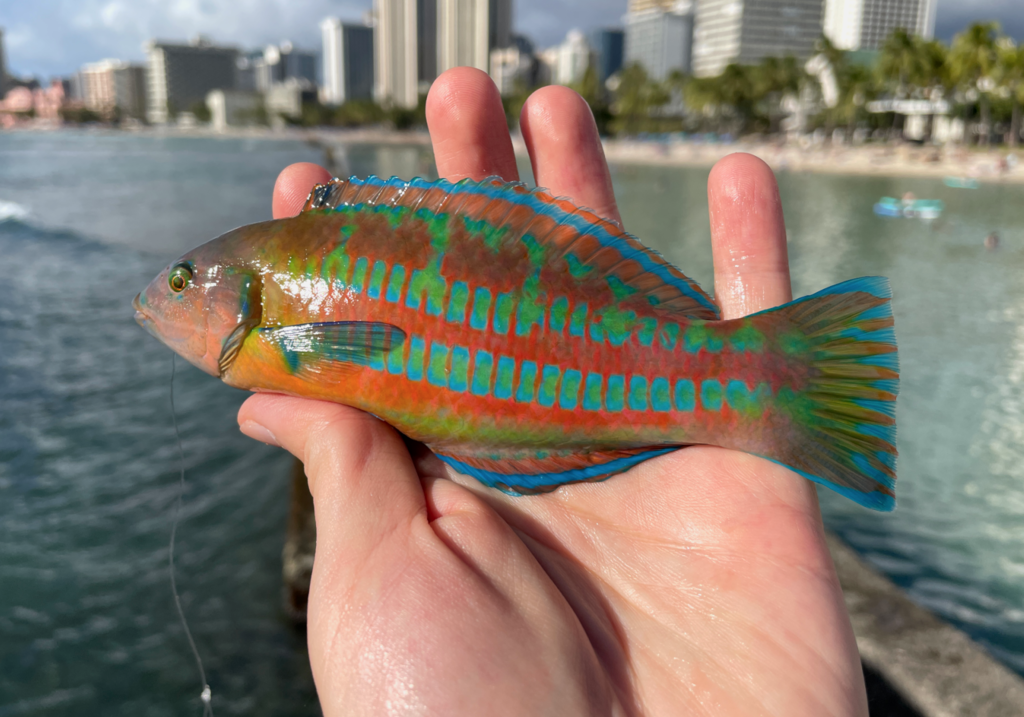 Christmas Wrasse (Thalassoma trilobatum) - Marine Life Identification