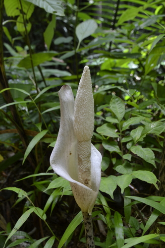 Amorphophallus excentricus · iNaturalist