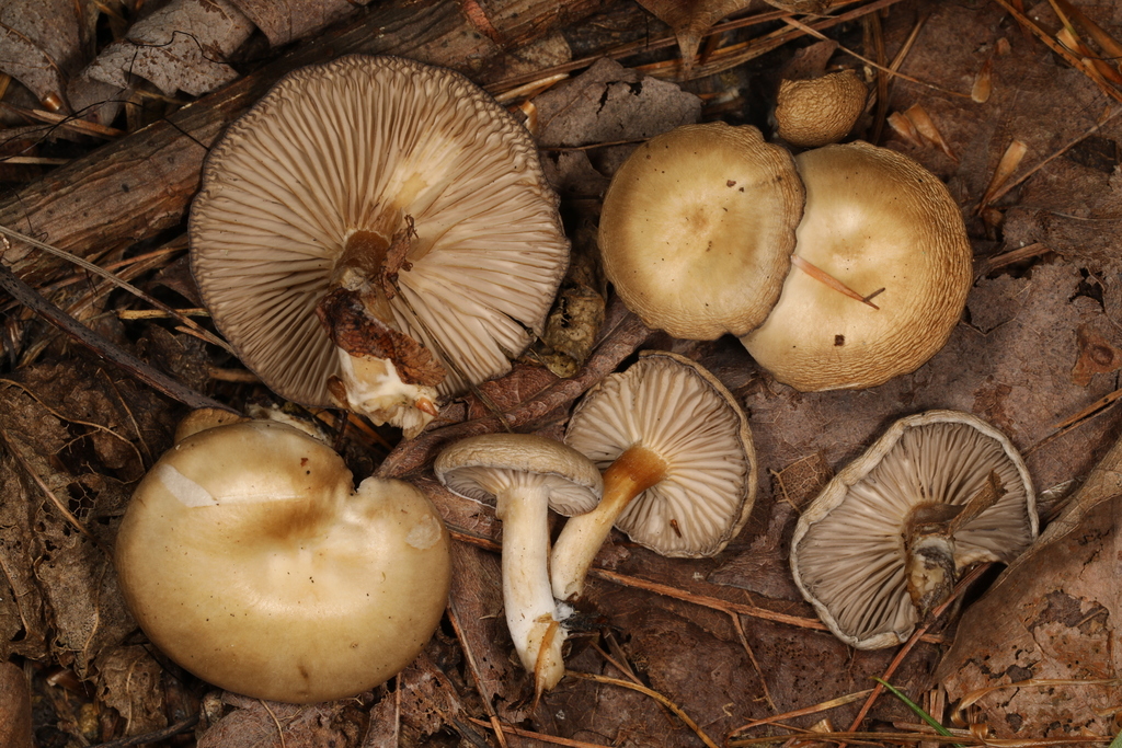 Clitocybe subditopoda from Sequanota Rd, Jenner Township, PA 15531, USA ...