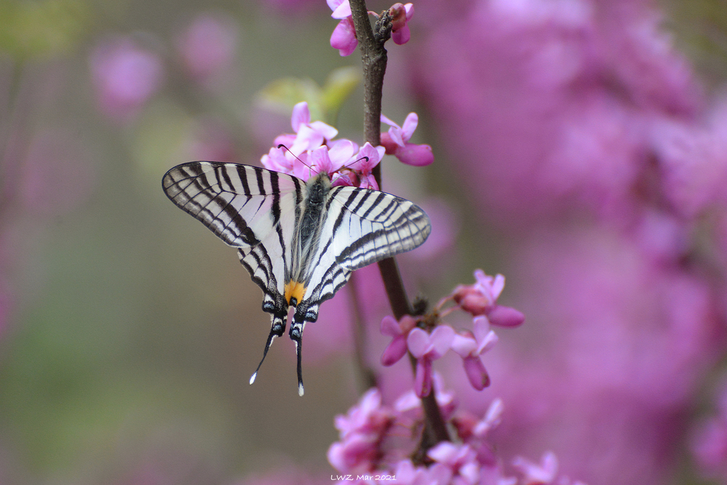 Graphium alebion from Fuyang District, Hangzhou, Zhejiang, China on ...