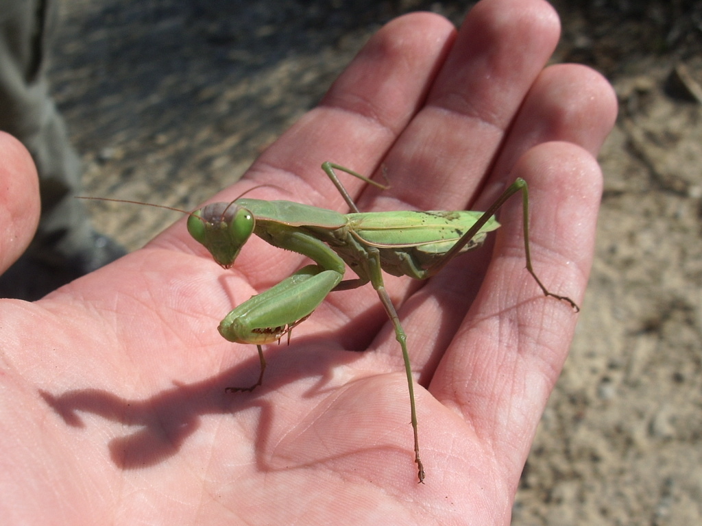 European Mantis from Peloponnesos, Griekenland on March 29, 2008 at 01: ...
