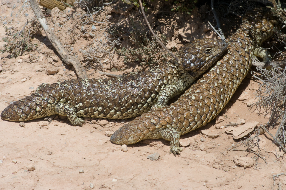 Shingleback Lizard from Nullarbor SA 5690, Australia on October 15 ...