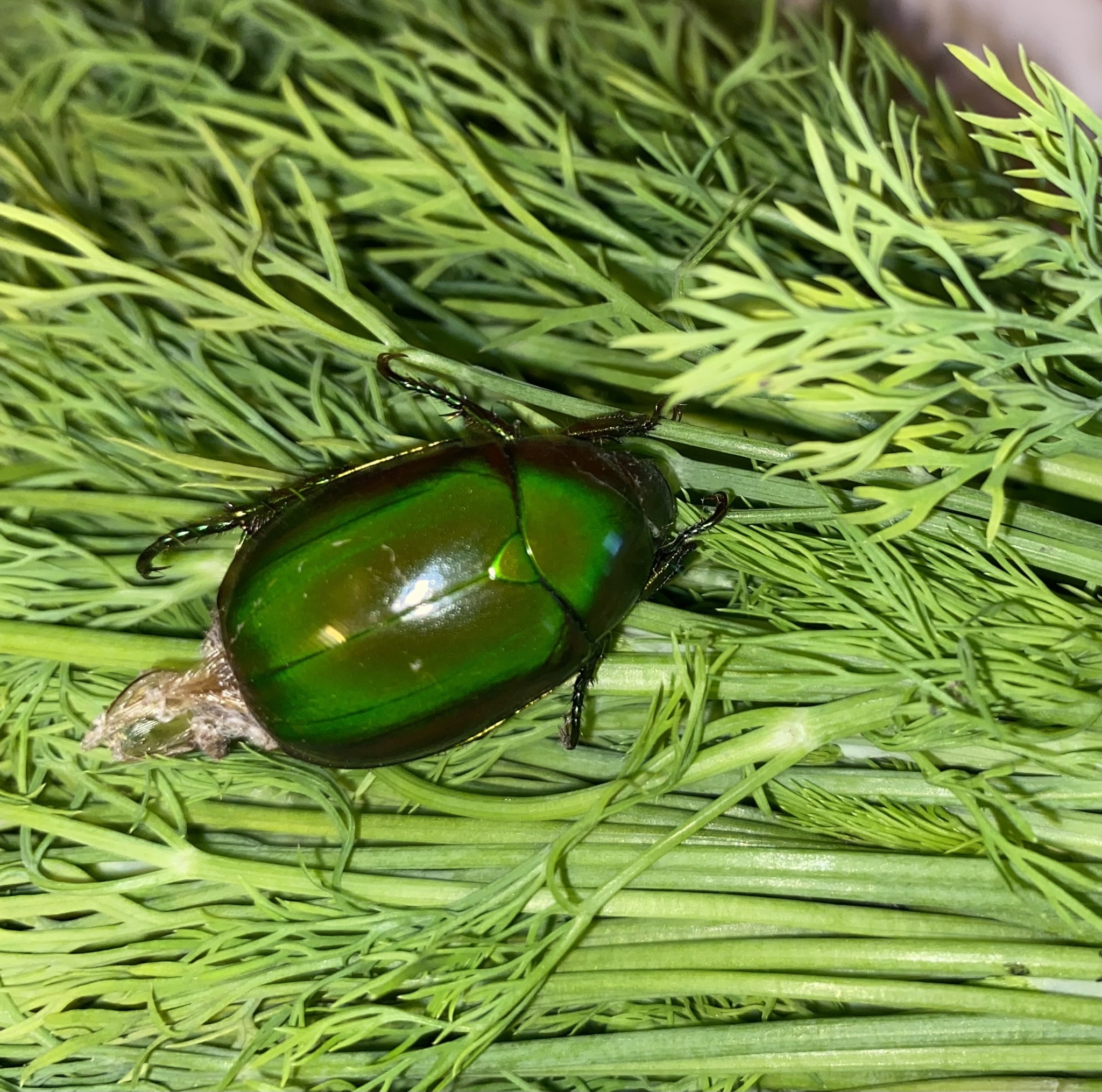 Anomala cupripes (Hope, 1839)
