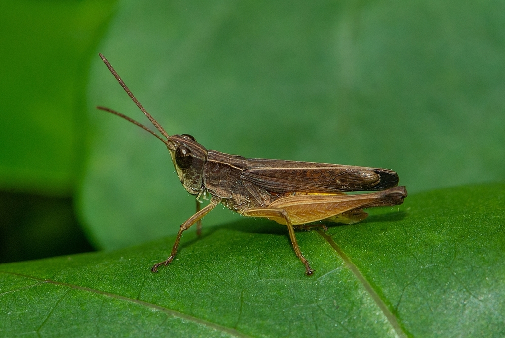 Orphula from Horto Florestal, São Paulo - SP, 02377-000, Brasil on ...