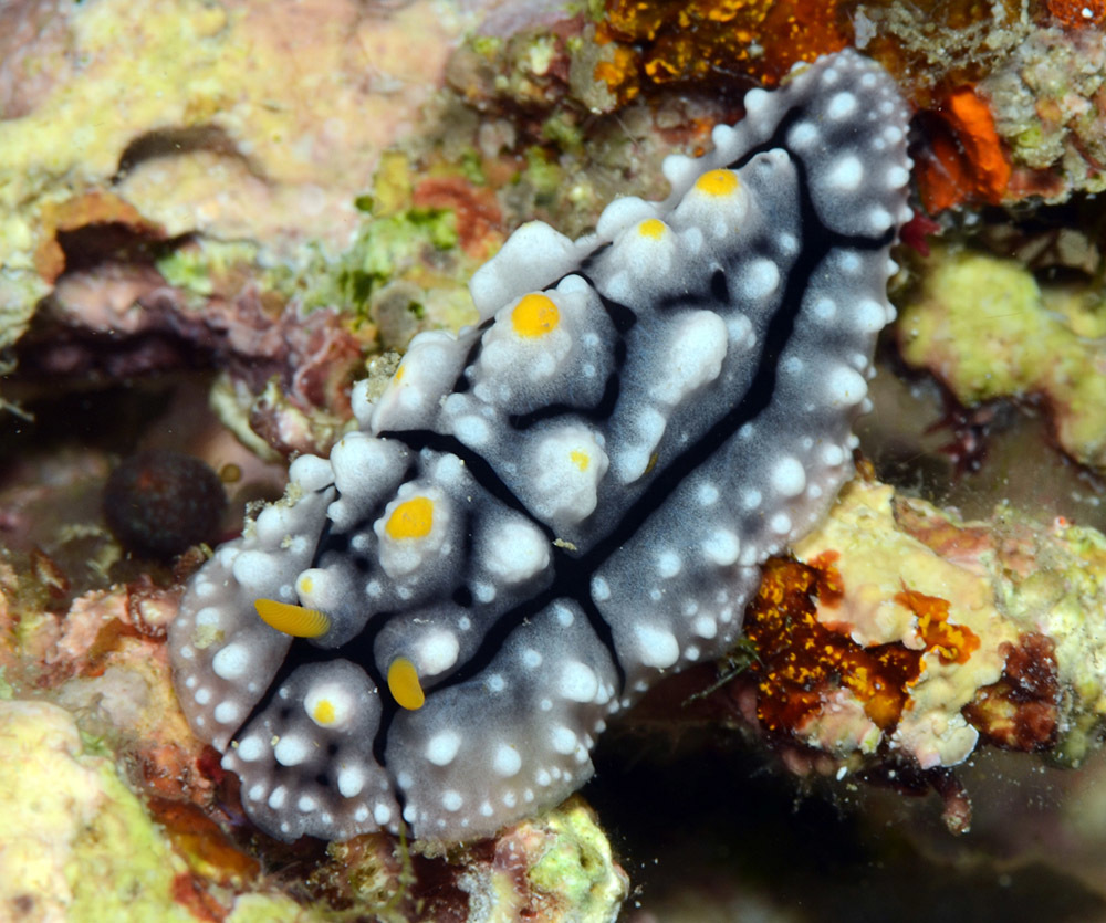 Elegant Phyllidia (Other Marine Species of Dauin Philippines) · iNaturalist